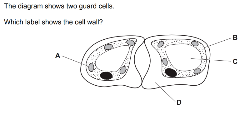 Movement In And Out Of Cells Igcse Biology Notes 2020